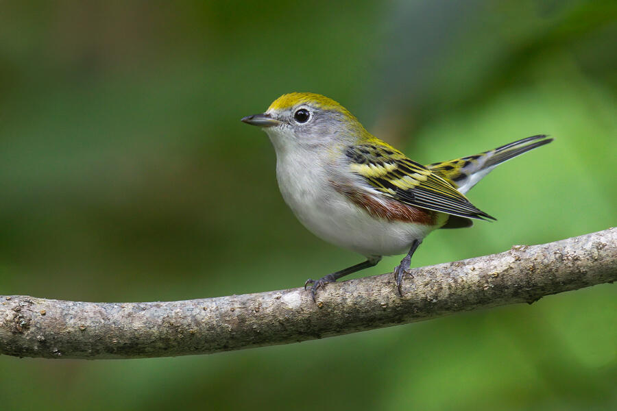 Chestnut-sided Warbler | Mass.gov